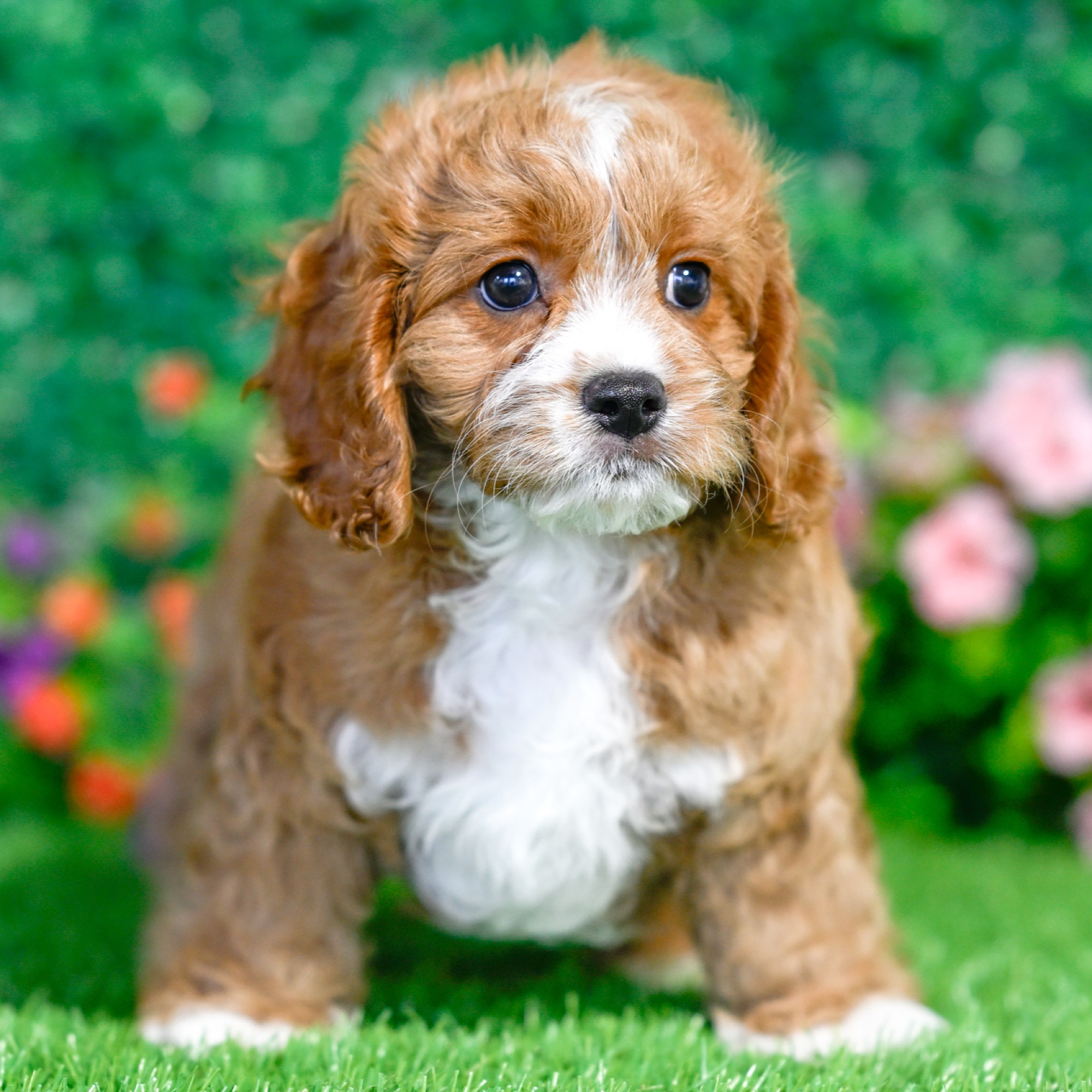 Donnie - Cavapoo (F1) Puppy Adopted in Nashville TN, puppy ID #02494276 ...