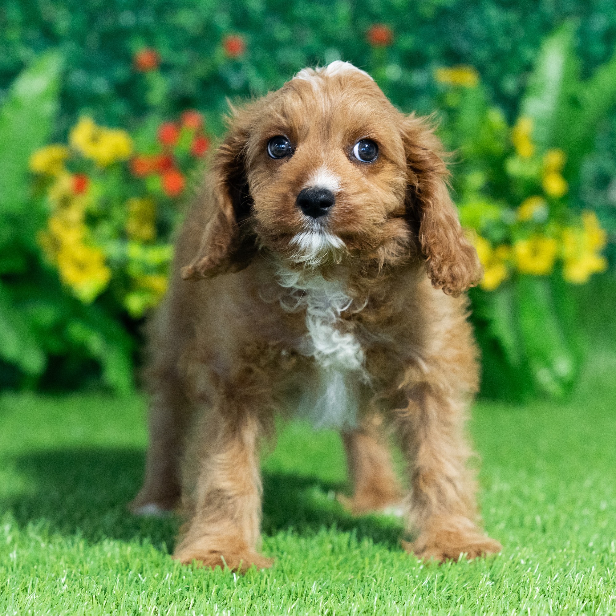 William - Cavapoo (F1) Puppy Adopted in Nashville TN, puppy ID ...