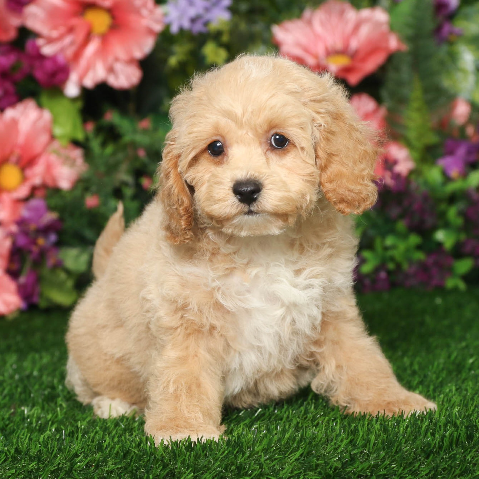 Bianca - Cockapoo (F1B) Puppy Adopted in Orlando FL, puppy ID #00874613 ...