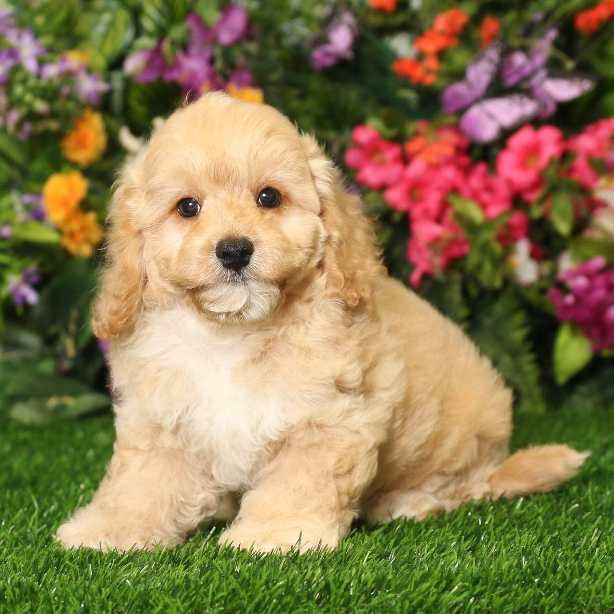 Louis - Cockapoo (F1B) Puppy Adopted in Orlando FL, puppy ID #04996109 ...
