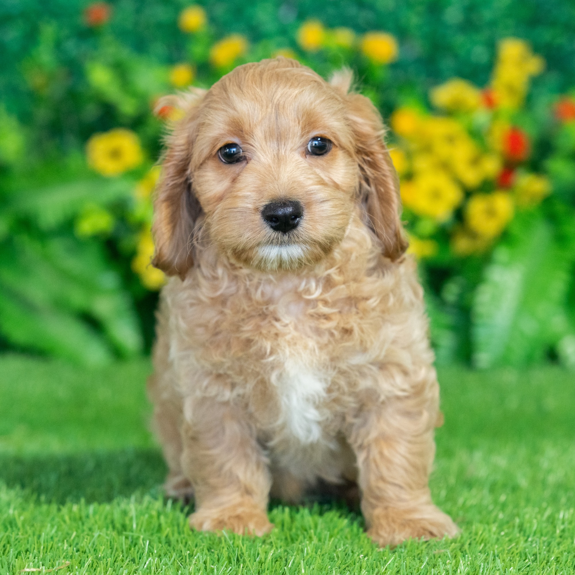 Ricky - Cockapoo (F1B) Puppy Adopted in Nashville TN, puppy ID ...