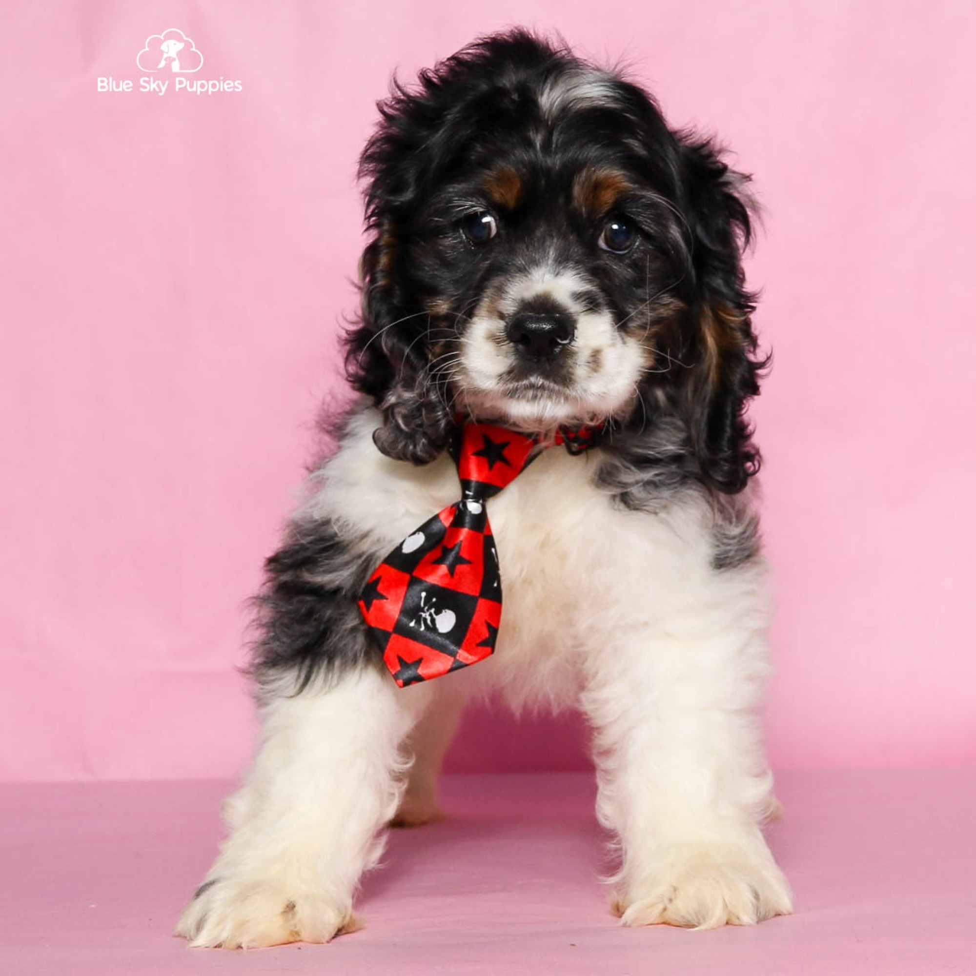 Cain - Cocker Spaniel Puppy Adopted in undefined, puppy ID #01277391 ...