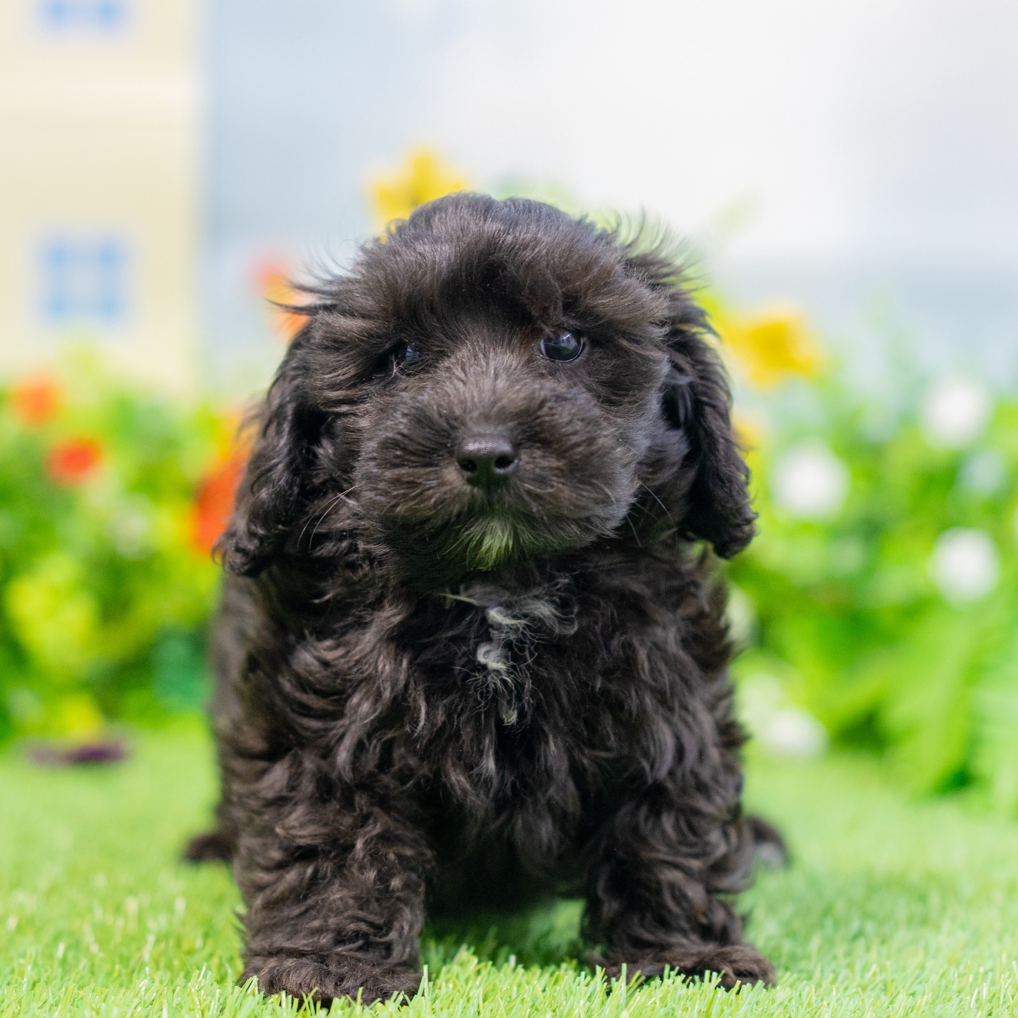 Pablo - Maltipoo (F1B) Puppy Adopted in Nashville TN, puppy ID ...