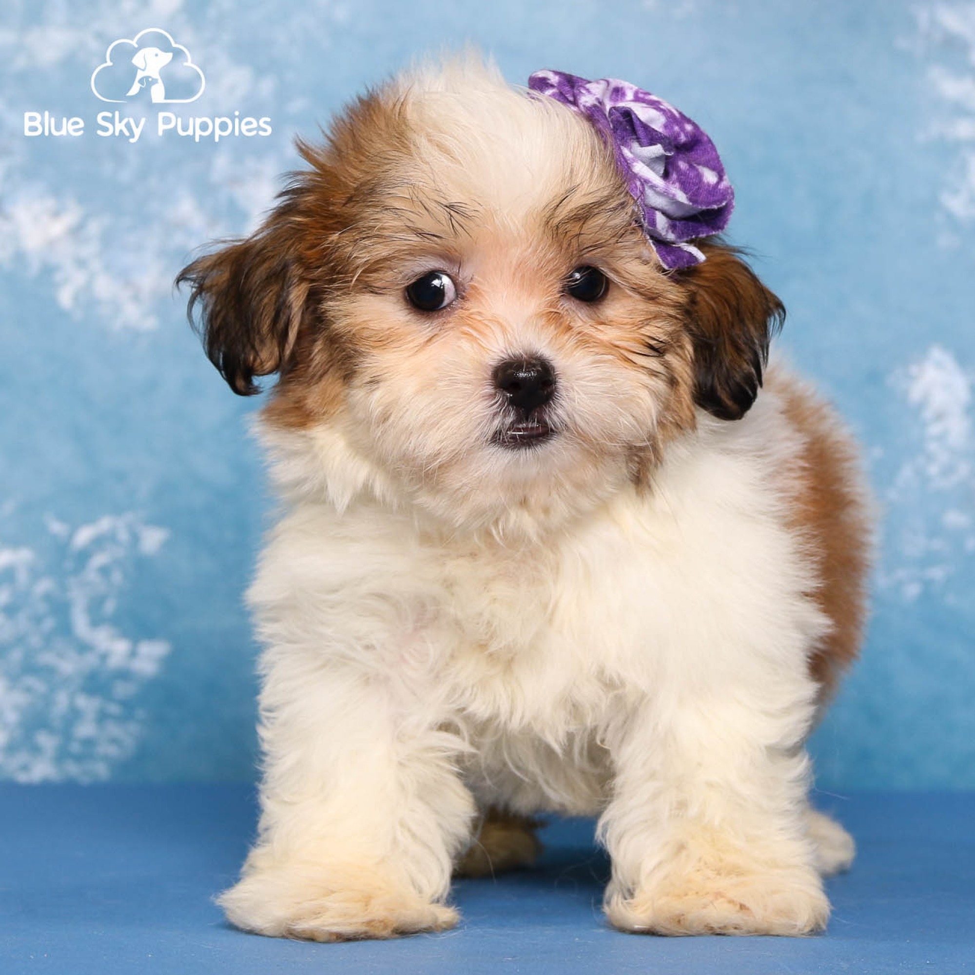 Scarlet - Maltishi (F1) Puppy Adopted in Orlando FL, puppy ID #10345448 ...