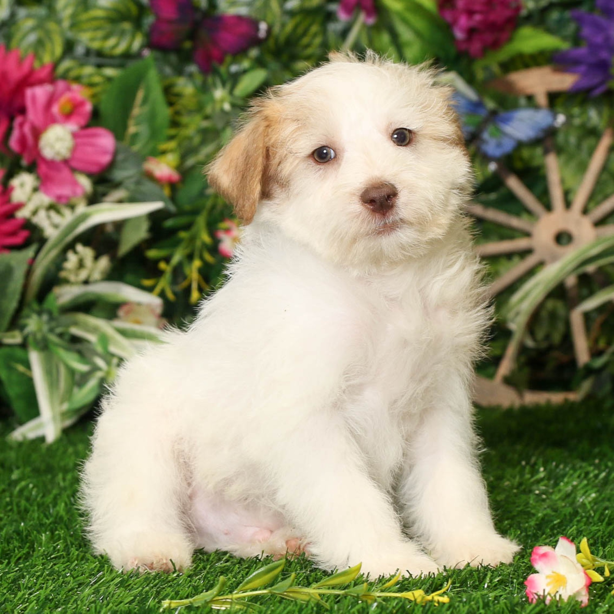 CJ - Mini Schnoodle (F1) Puppy Adopted in Orlando FL, puppy ID ...