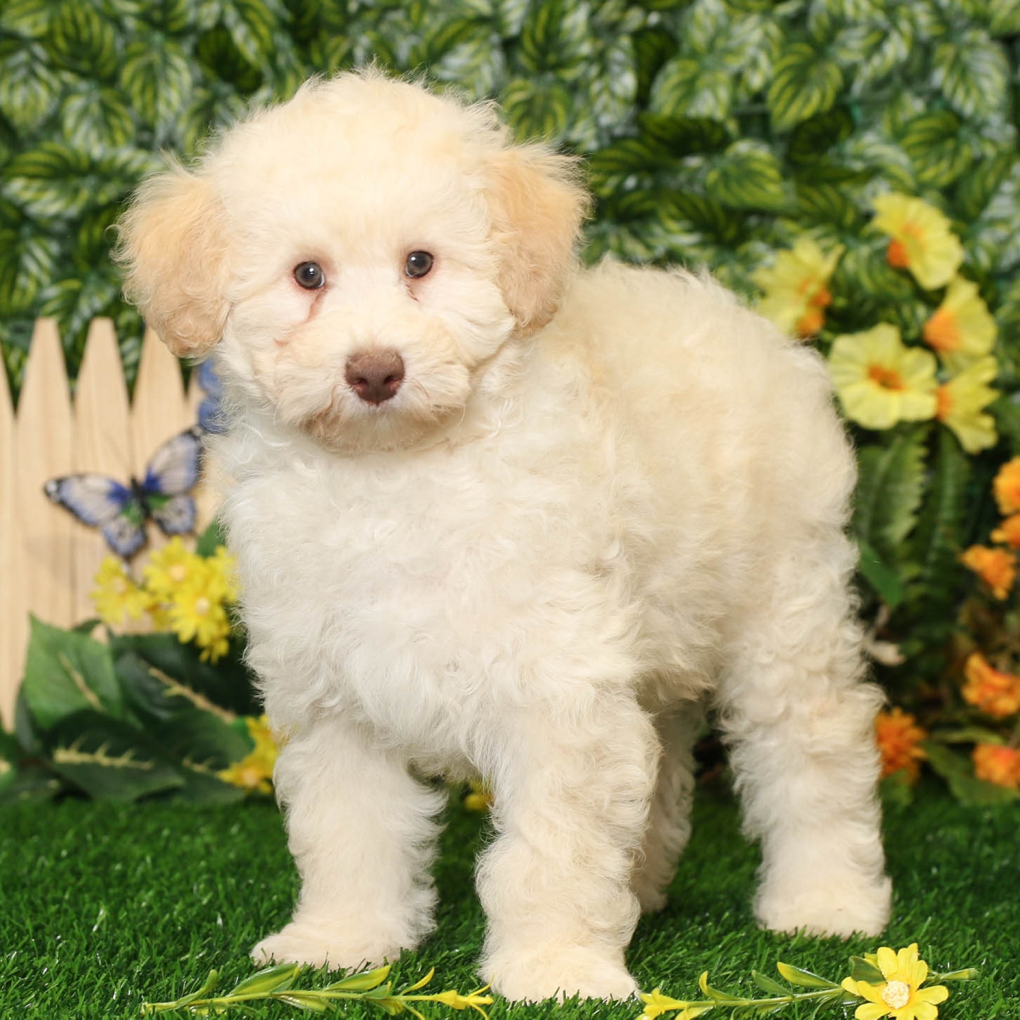 Lewis - Mini Schnoodle (F1) Puppy Adopted in Orlando FL, puppy ID ...