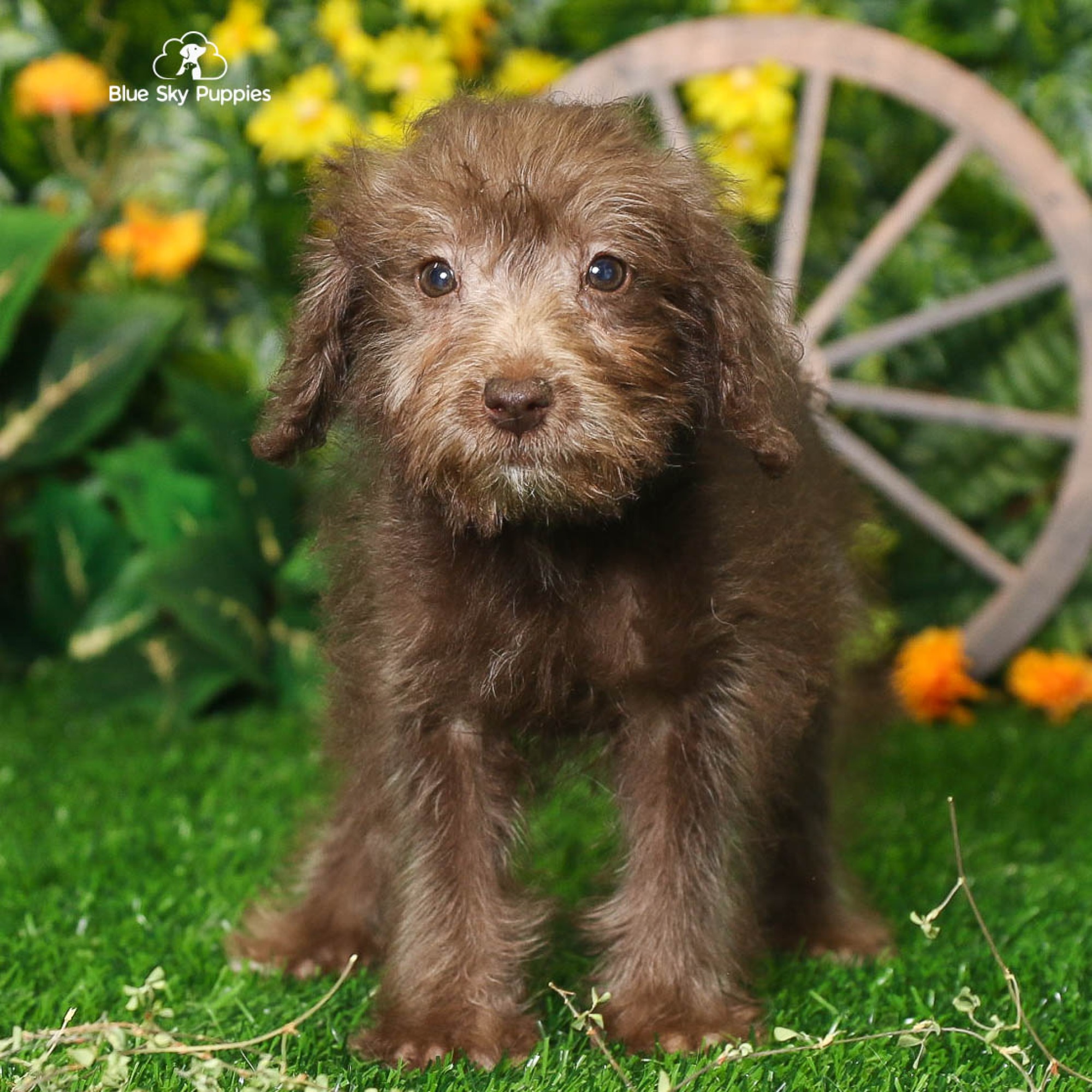 Tenley - Mini Schnoodle (F1) Puppy Adopted in Orlando FL, puppy ID ...