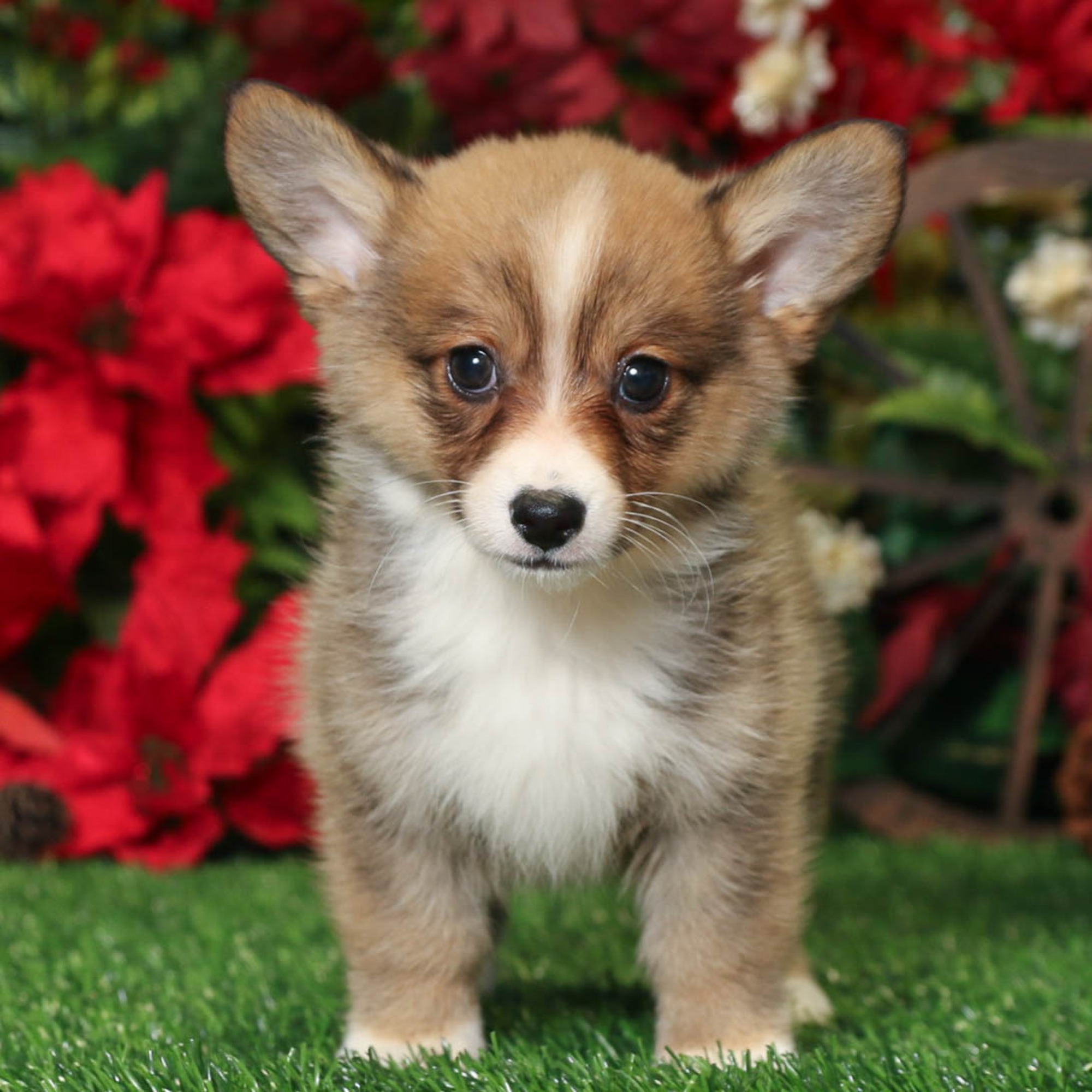 Natasha - Pembroke Welsh Corgi Puppy Adopted in Orlando FL, puppy ID ...