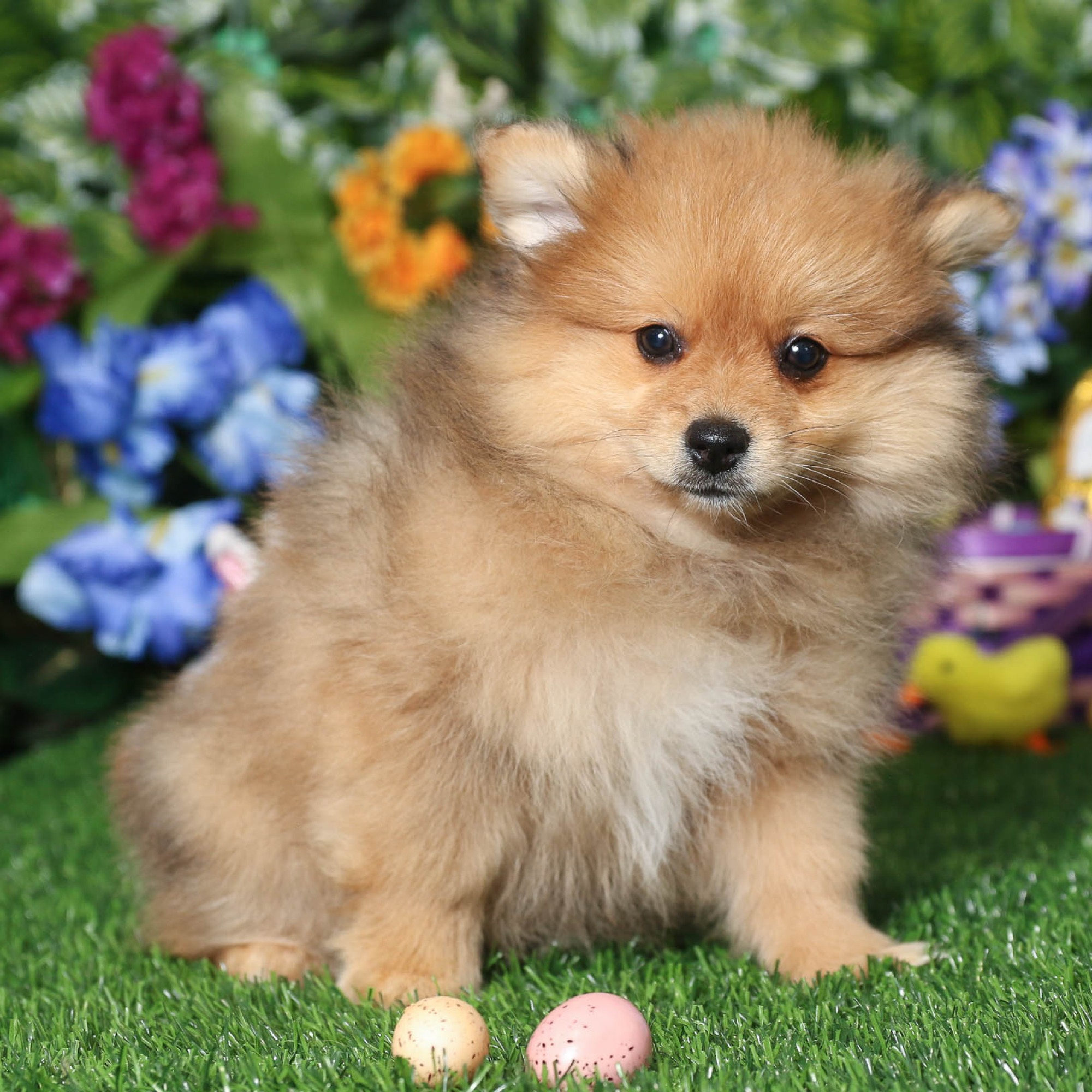 Gunner - Pomeranian Puppy Adopted in undefined, puppy ID #02110167 ...