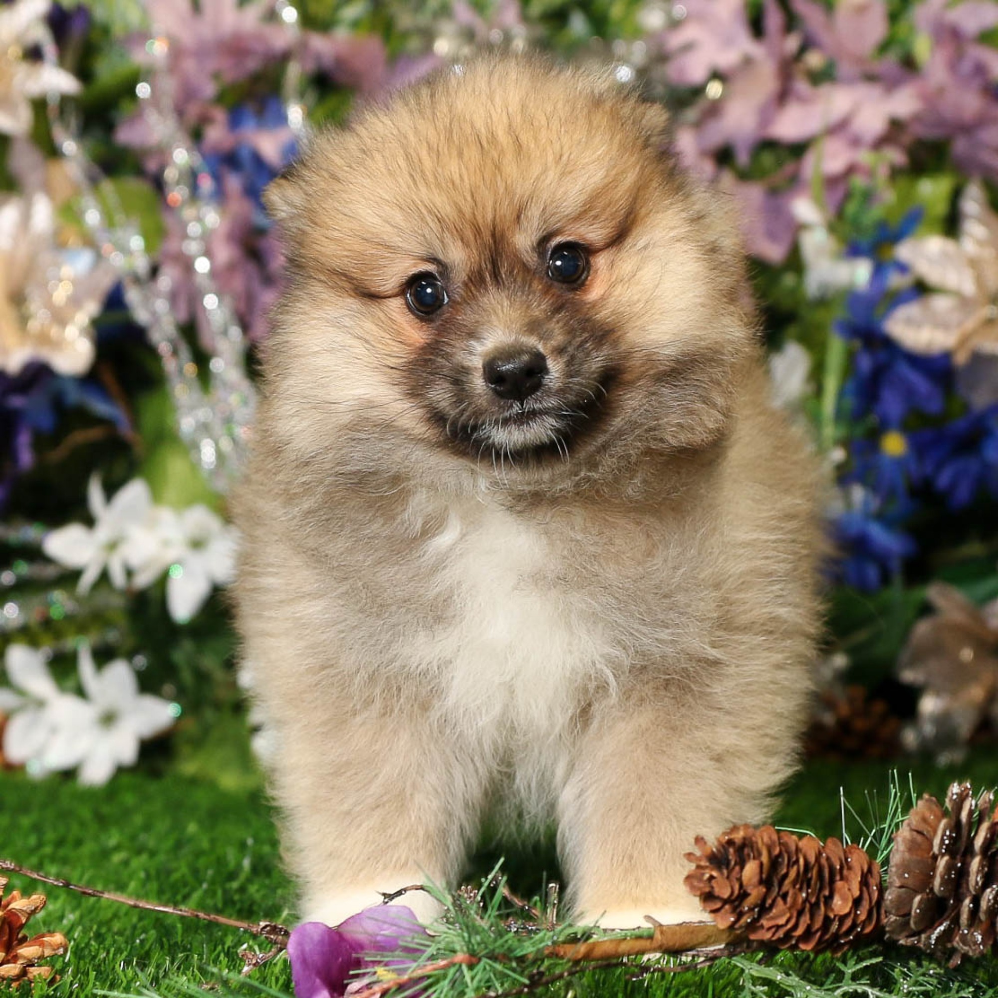 Radar - Pomsky (F1B) Puppy Adopted in Orlando FL, puppy ID #00872605 ...