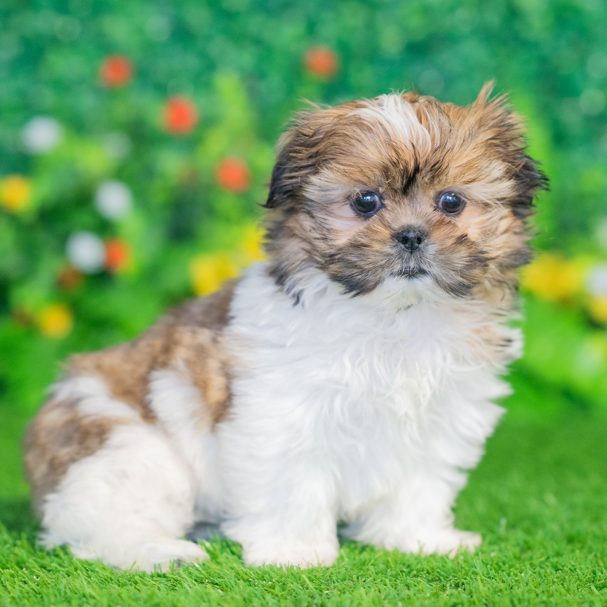 Hannah - Shih Tzu Puppy Adopted in Nashville TN, puppy ID #05766984 ...