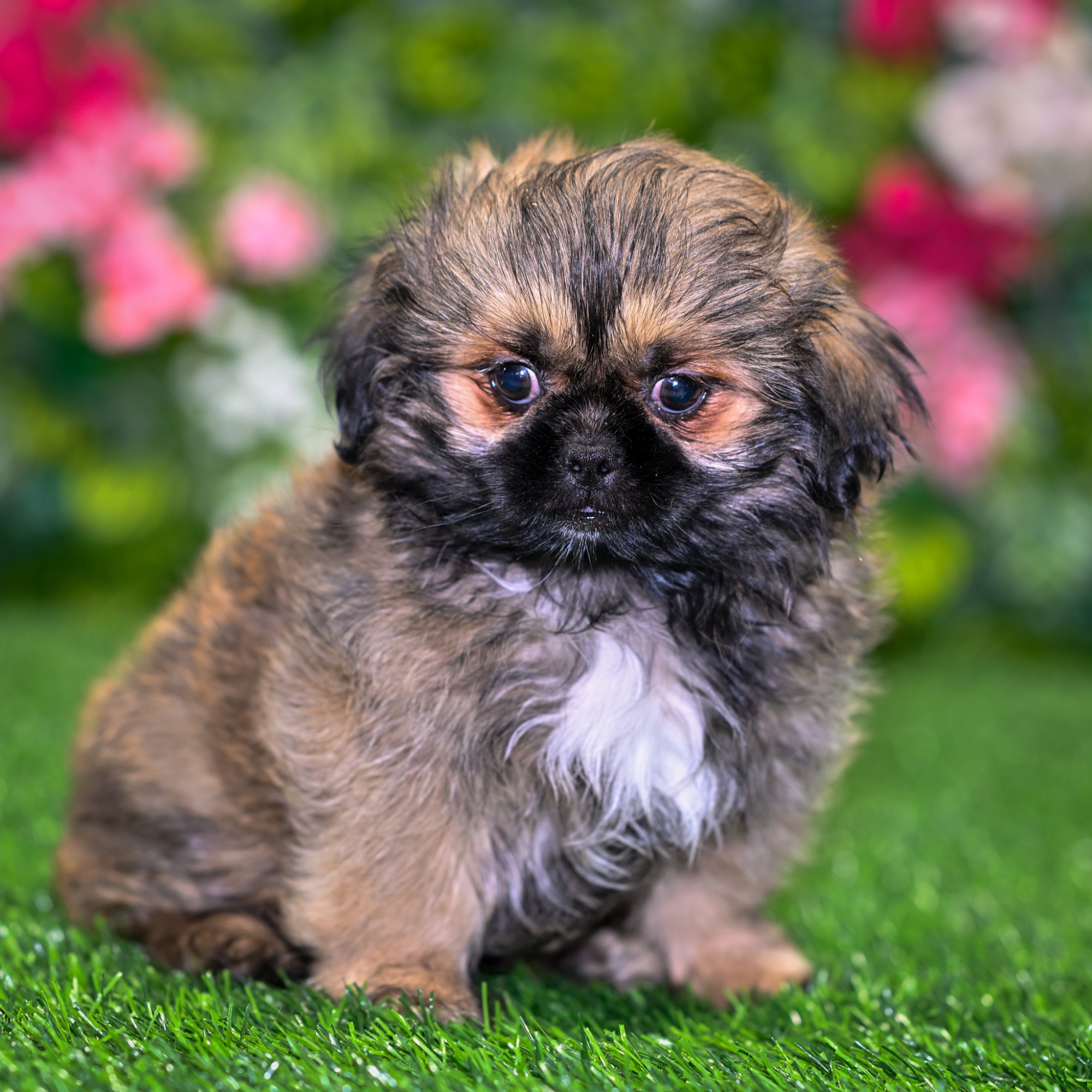 Milton - Shih Tzu Puppy Adopted in Orlando FL, puppy ID #05770081 ...