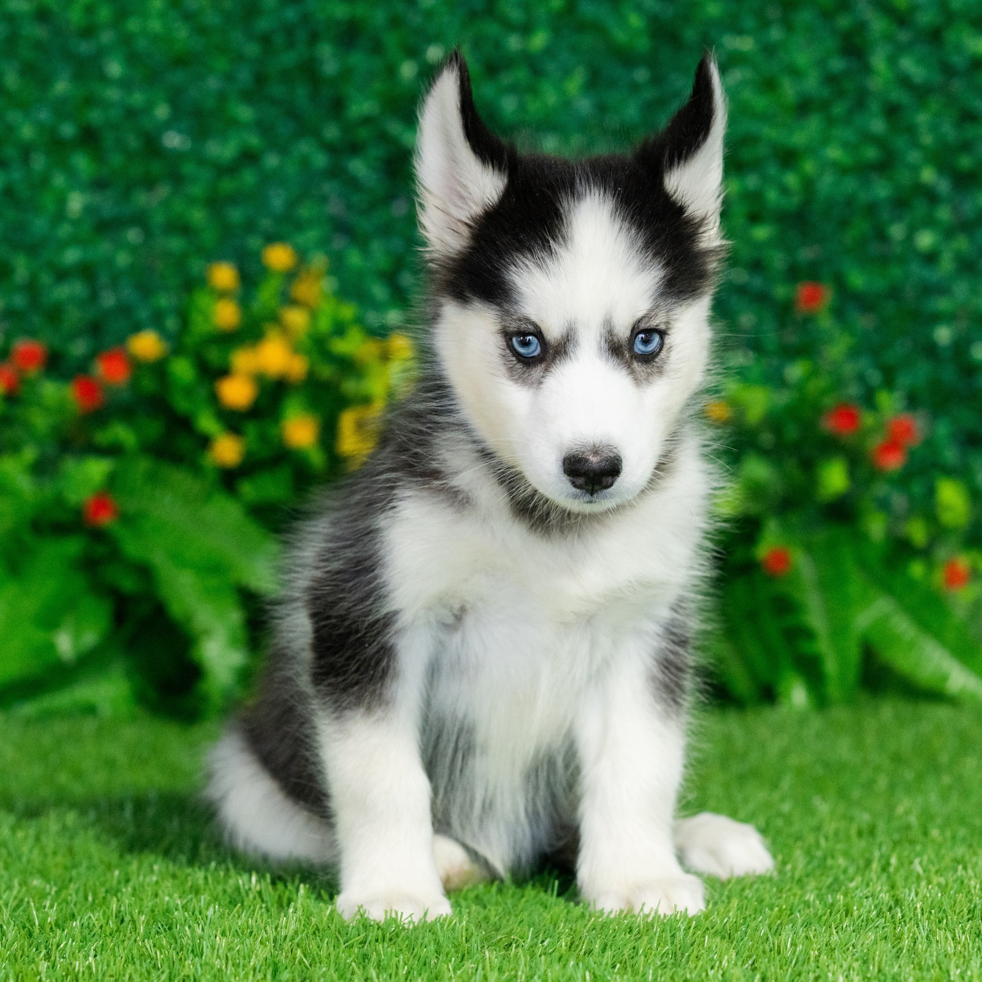Kallie - Siberian Husky Puppy Adopted in Nashville TN, puppy ID ...